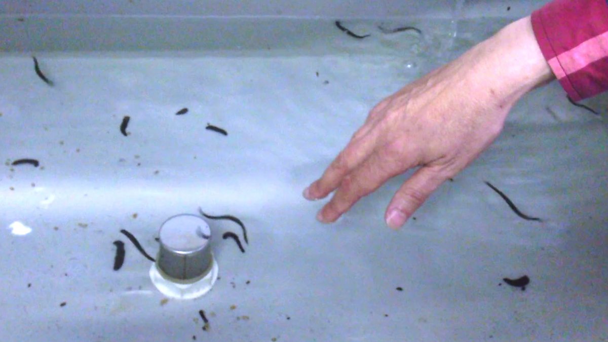 BBC Radio 4 - Natural Histories, Leech, Hungry leeches spring to life ...