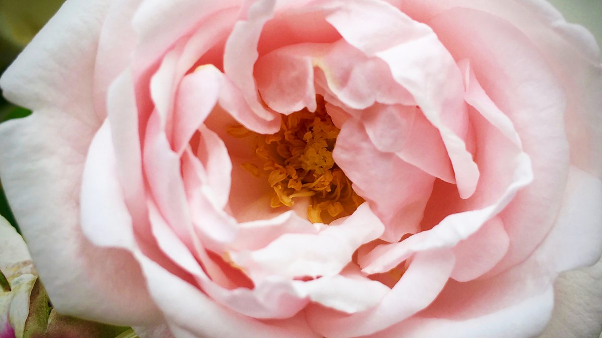 BBC Radio 4 - Natural Histories, Rose