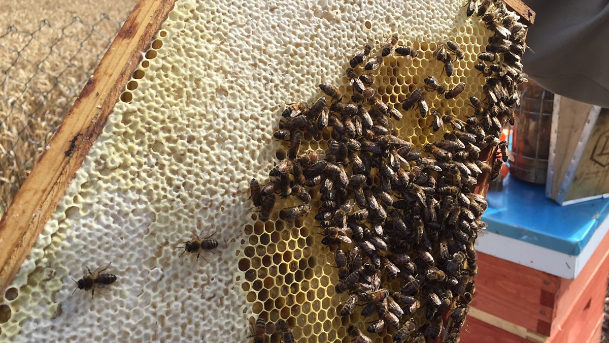 BBC Radio Leicester - Ben Jackson on BBC Radio Leicester, Bee Farmer