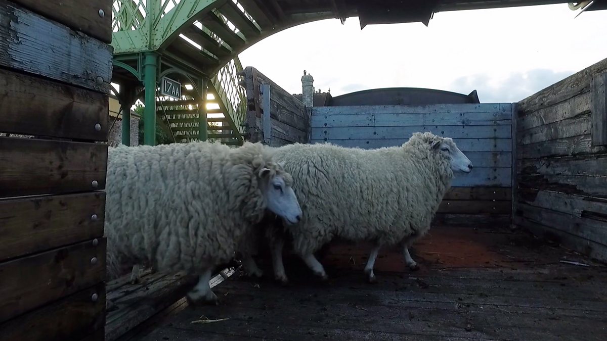 BBC Two - Full Steam Ahead, Episode 3, Transporting sheep