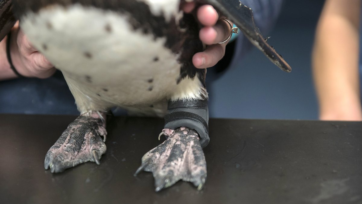 BBC World Service - Digital Planet, 3D printer reboots penguin’s mobility