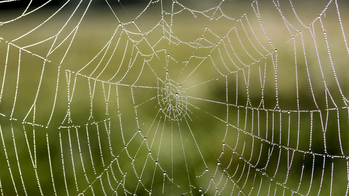 BBC Radio 4 - Natural Histories, Spider