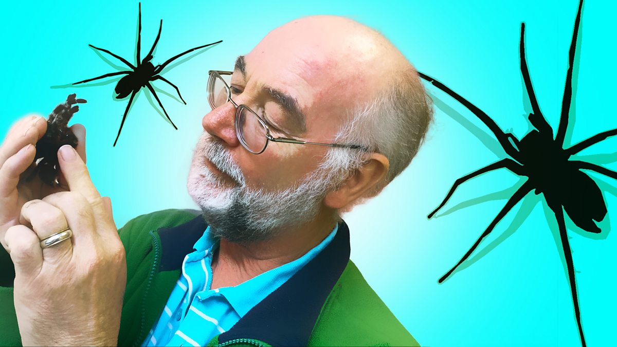 BBC Radio Ulster - Stories in Sound, The Secret Life of Spiders