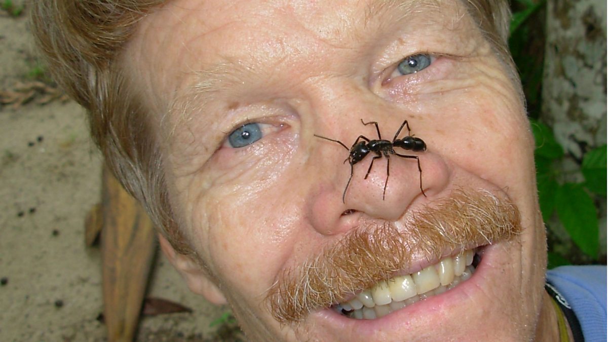 BBC Radio 5 Live - 5 Live In Short, Insect sting tester: The world’s ...