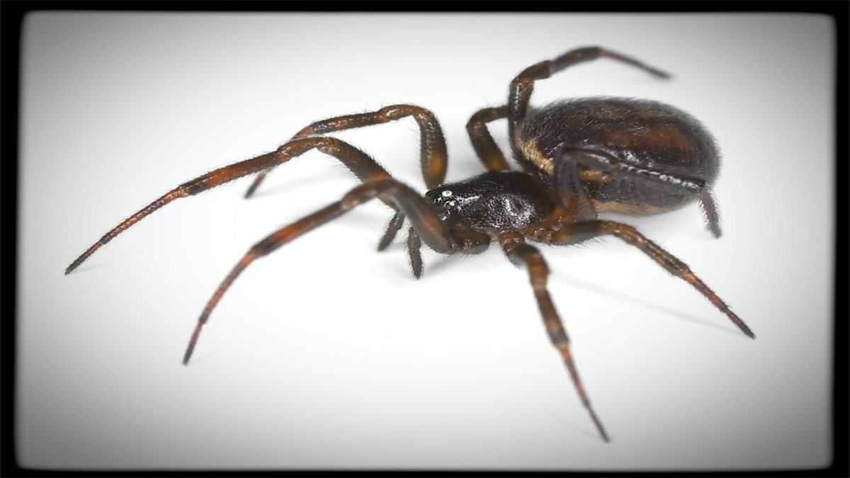 BBC Radio Ulster - Stories in Sound, The Secret Life of Spiders, A ...