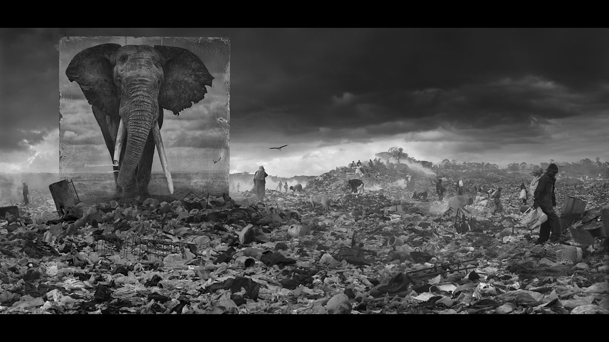 BBC World Service - Newsday, 'The elephant has become a ghost in the ...