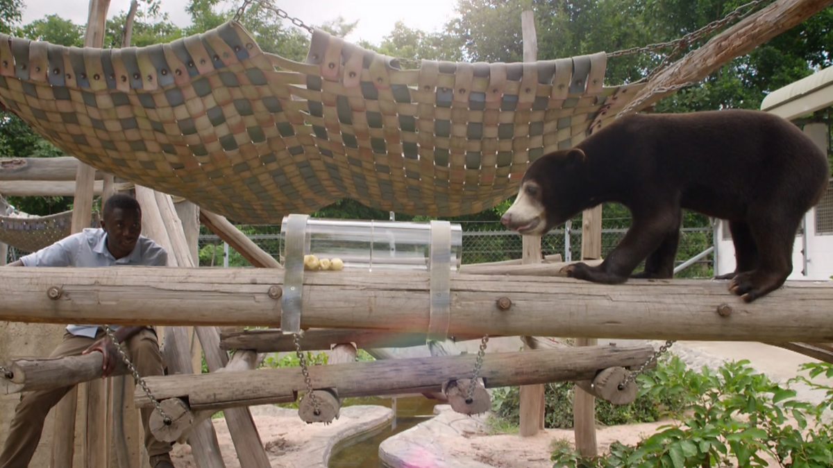 BBC One - Ingenious Animals, Intelligence, Problem solving