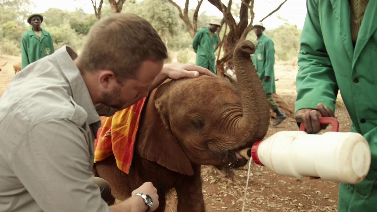 BBC One - Ingenious Animals, Intelligence, Bonding with a baby