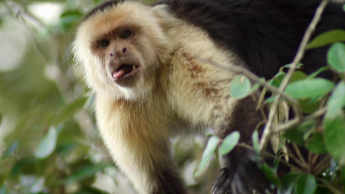 BBC One - Ingenious Animals, Relationships, Aggressive capuchins