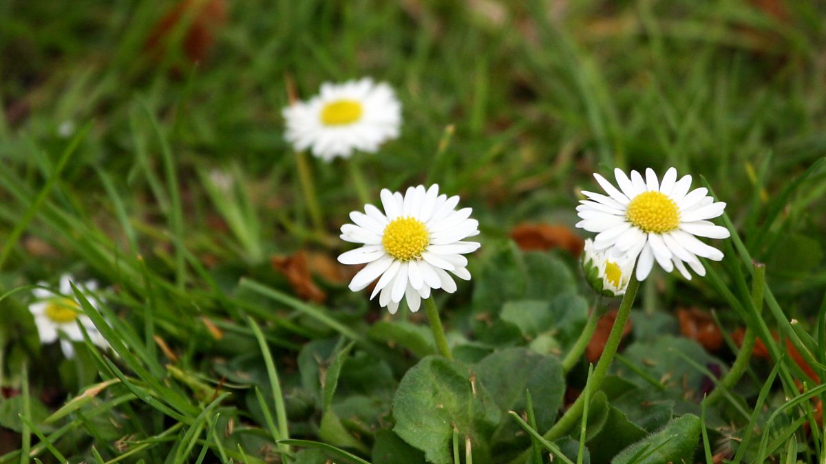 BBC Radio 3 - The Essay, The Meaning of Flowers, Daisy