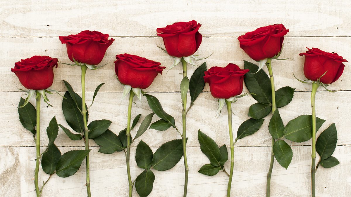 BBC Radio 3 - The Essay, The Meaning of Flowers, Rose