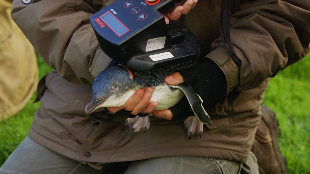 BBC News - The Travel Show, 17/09/2016 GMT