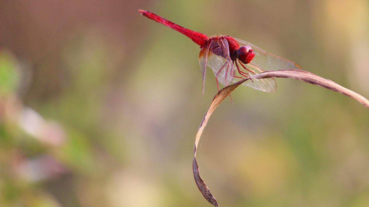BBC Radio 4 - Natural Histories, Dragonfly
