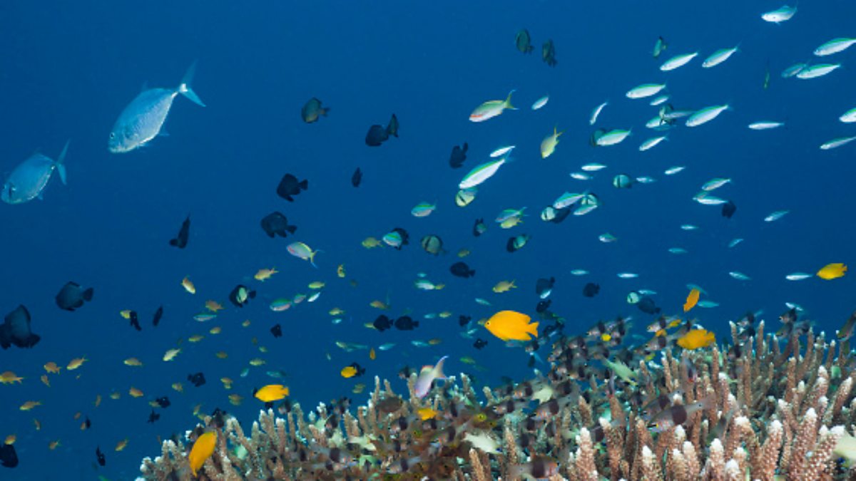 BBC World Service - The Newsroom, Fish can 'sing'