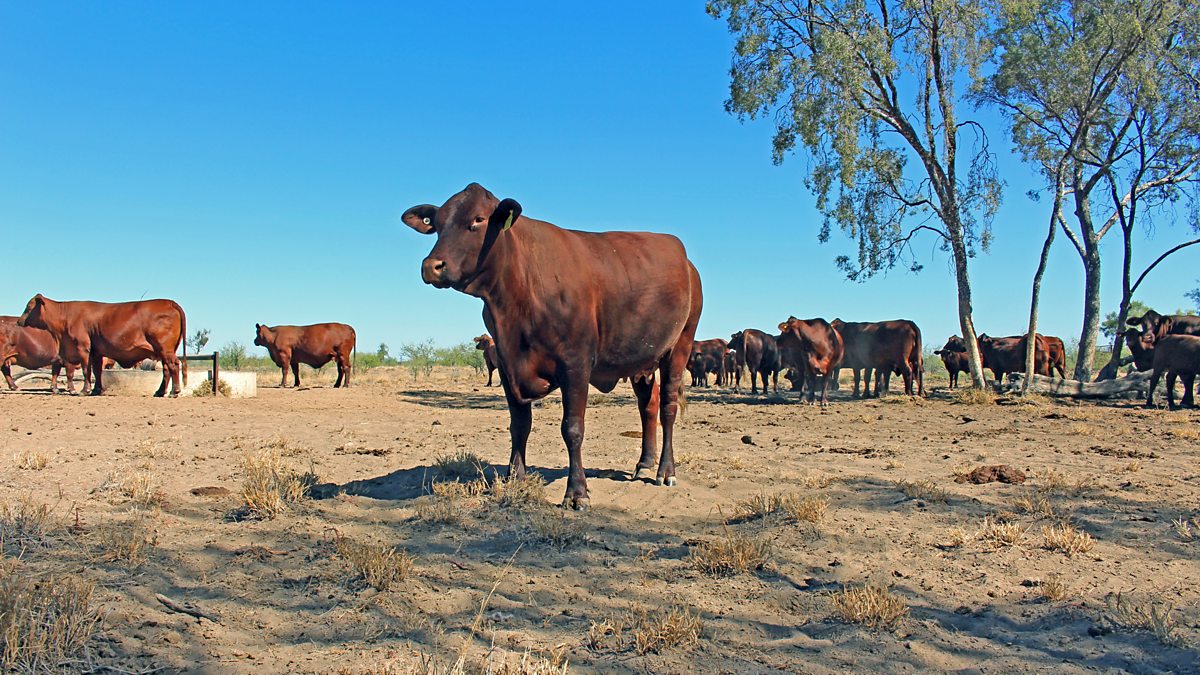 BBC Radio 4 - On Your Farm, Australian Drought