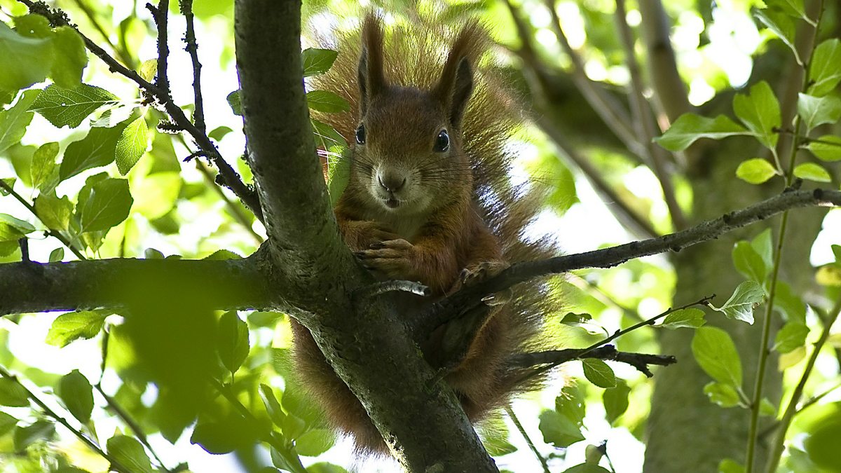 BBC Radio 2 - The Chris Evans Breakfast Show, Olly Murs and Red ...