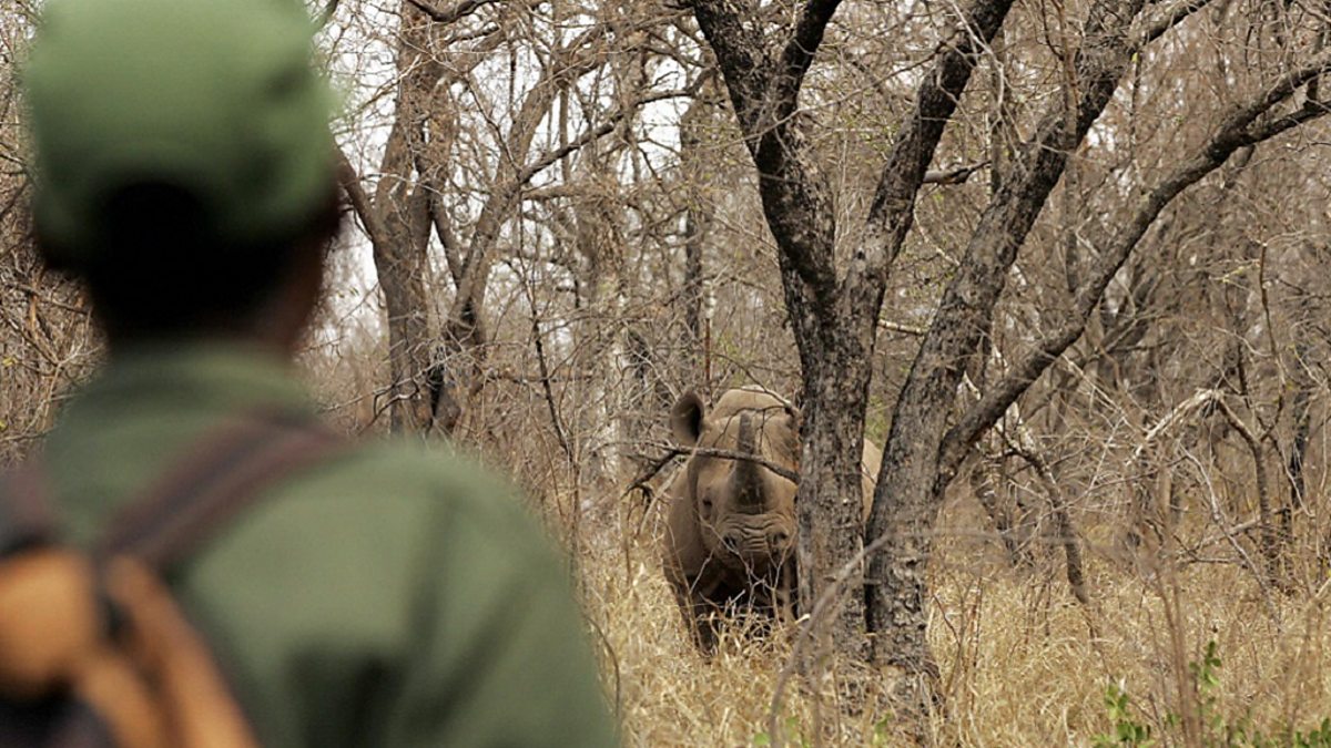 BBC World Service - The Essential, From Our Own Correspondent: Set a ...