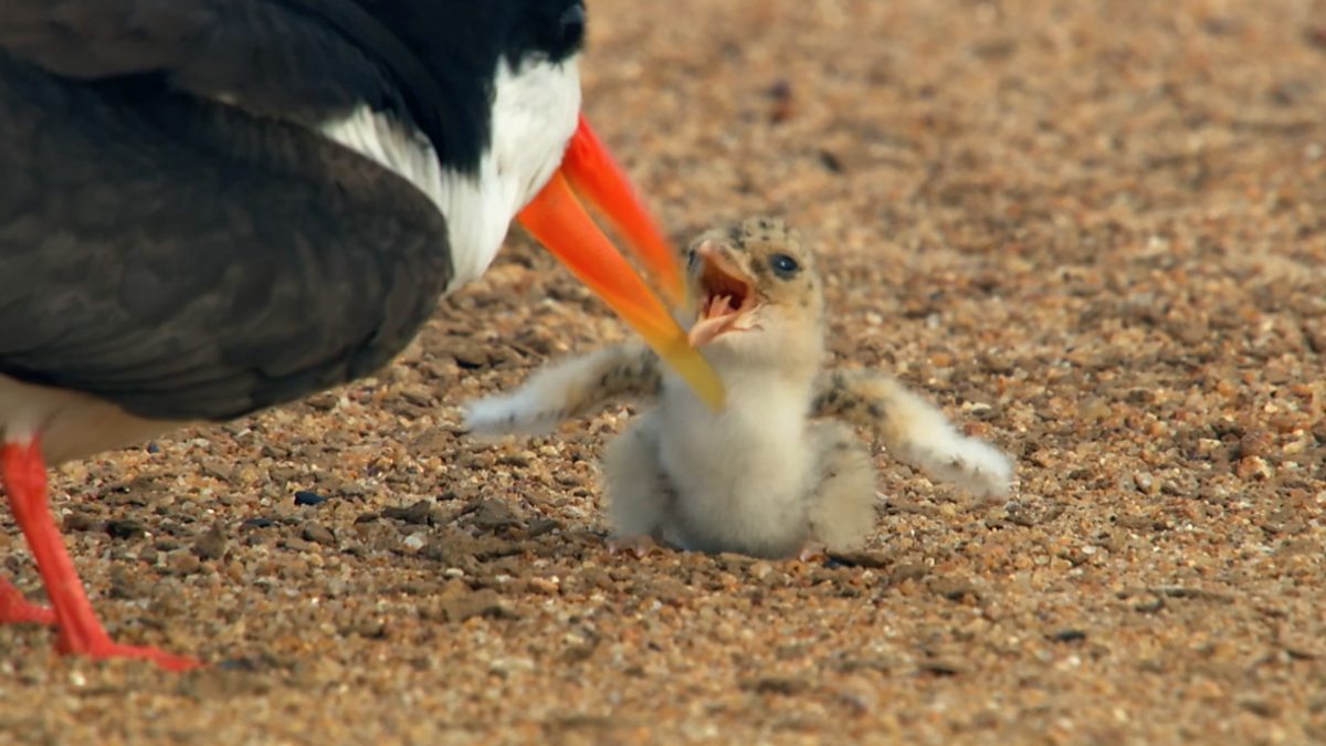 BBC One - Animal Babies, Water Babies, Skimmer School