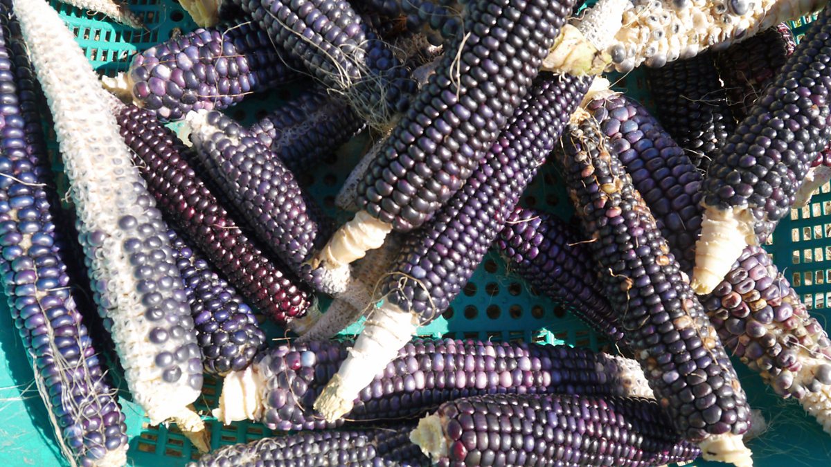 BBC Two - Wild West - America's Great Frontier - Hopi corn harvest