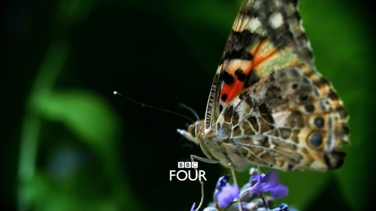 BBC Four - The Great Butterfly Adventure: Africa to Britain with the ...