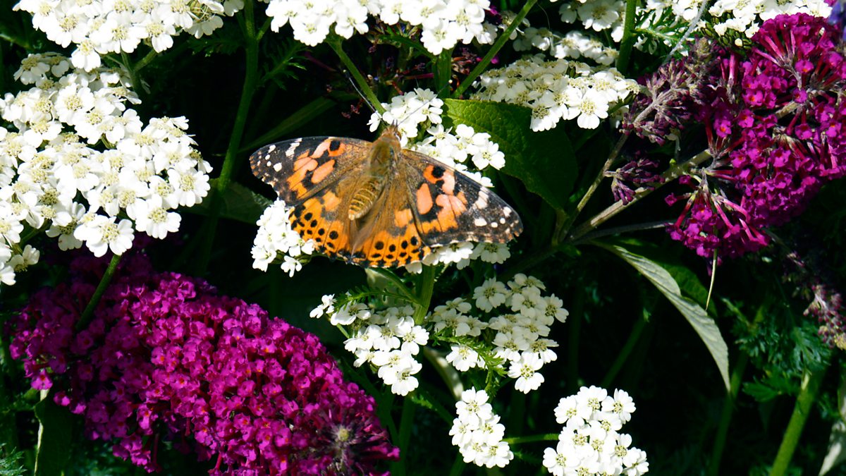 BBC Four - The Great Butterfly Adventure: Africa to Britain with the ...