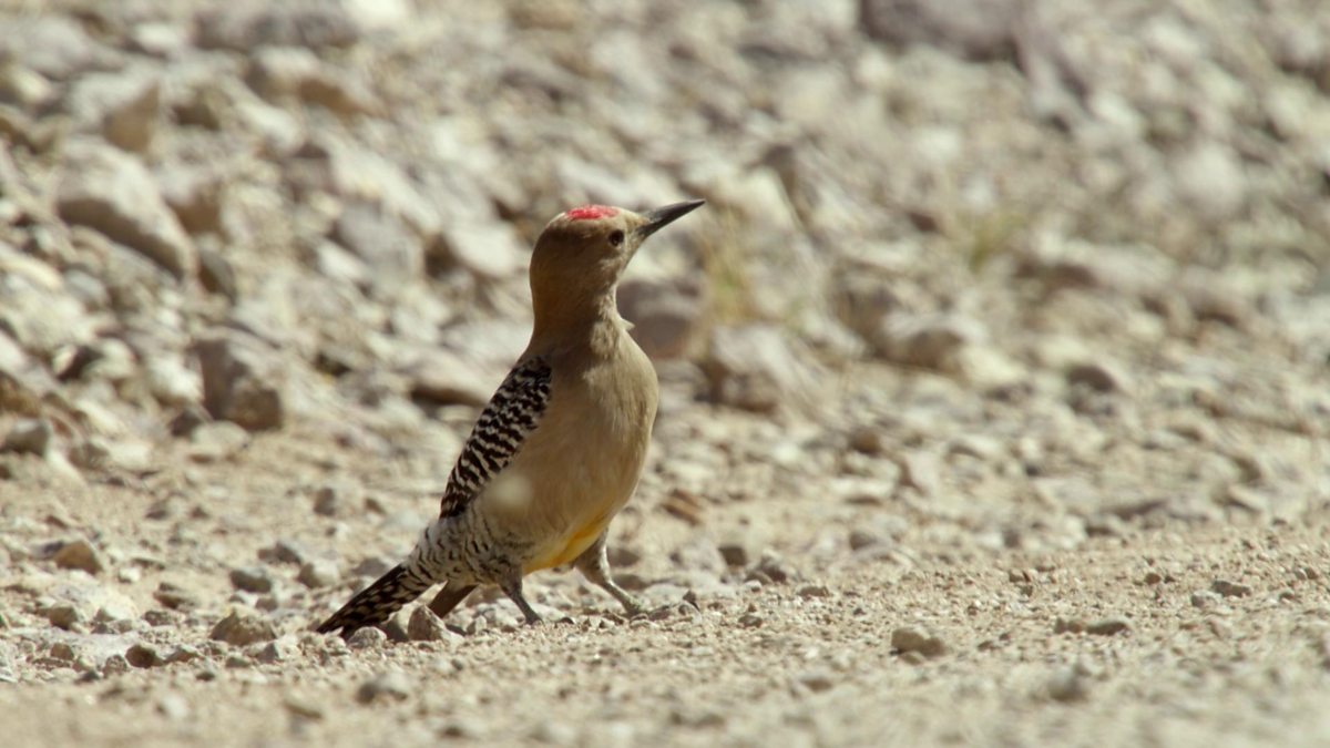 BBC Two - Wild West - America's Great Frontier, Desert Heartlands ...