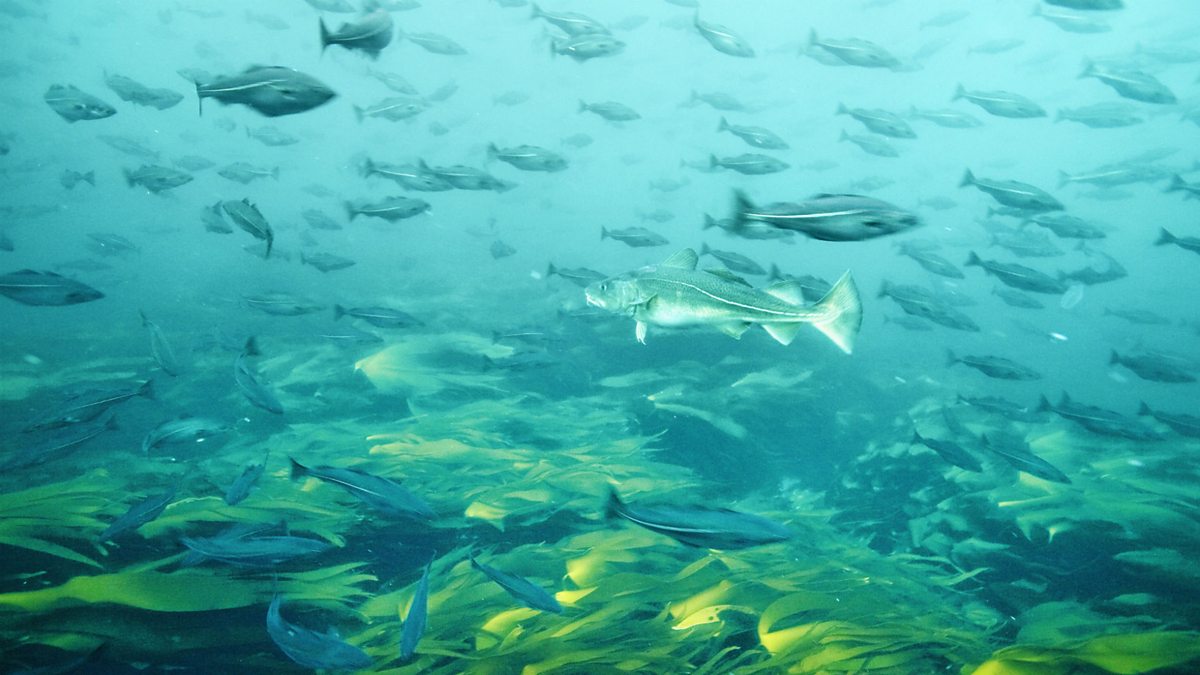 BBC Radio 5 Live - 5 Live In Short, Can northern fish understand the ...