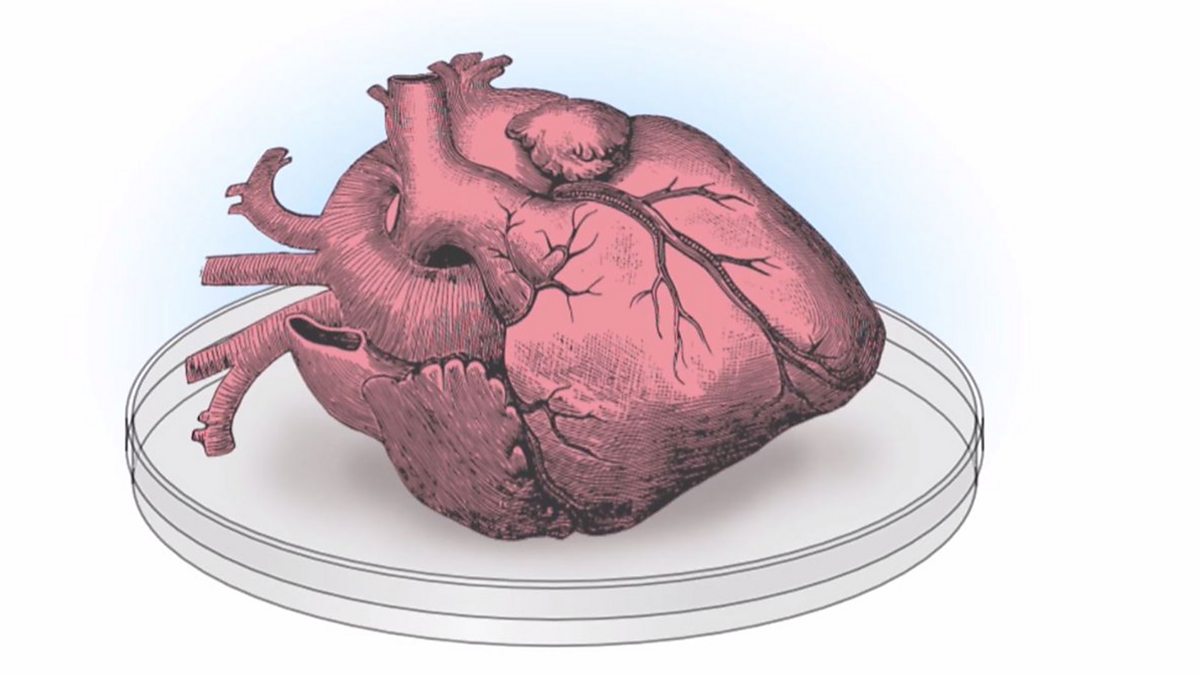 BBC Radio 4 - Everything We've Ever Known About..., The Heart