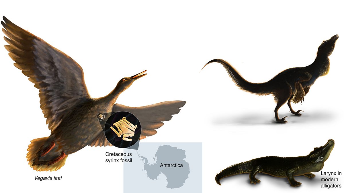 BBC World Service - Science In Action, The Earliest Birds Probably ...