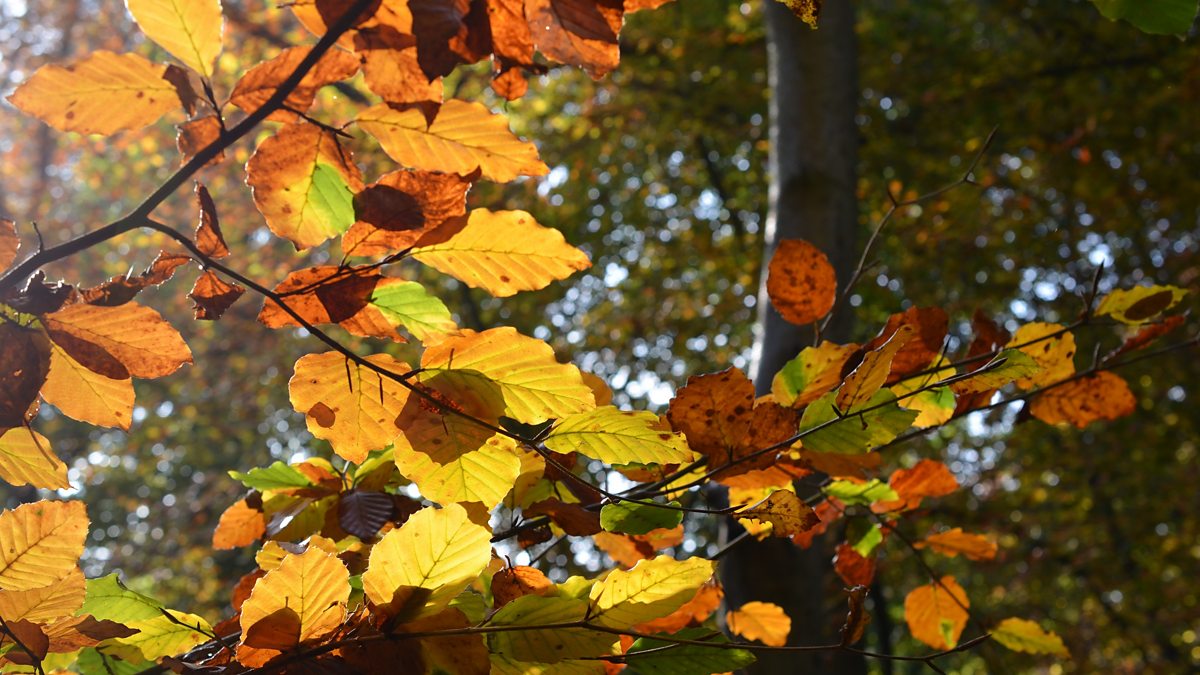BBC Two - Autumnwatch - Terms and Conditions