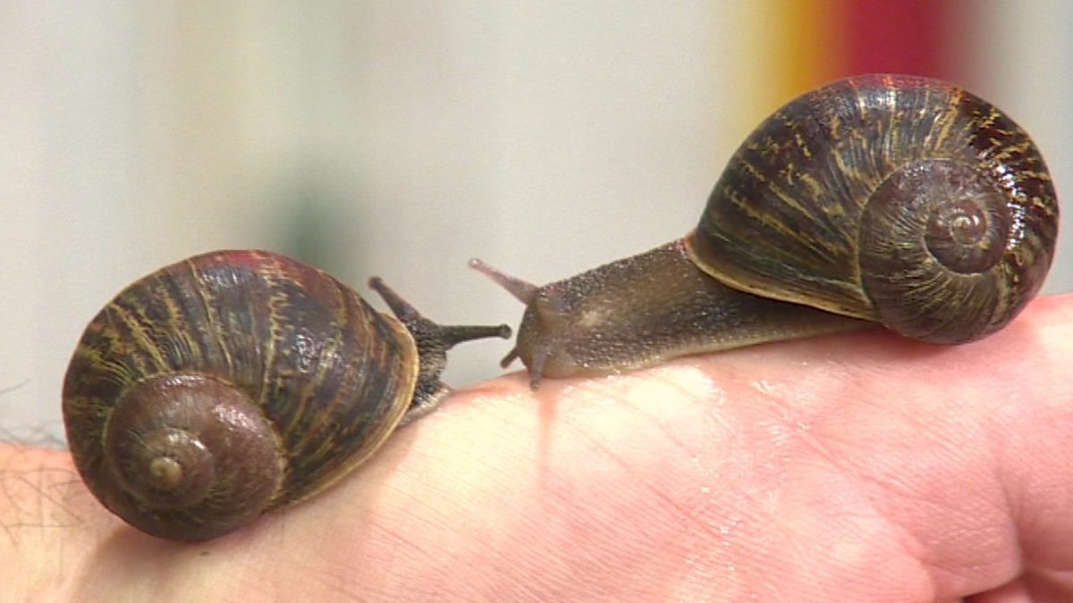 BBC World Service - The Newsroom, The rare snail seeking a mate