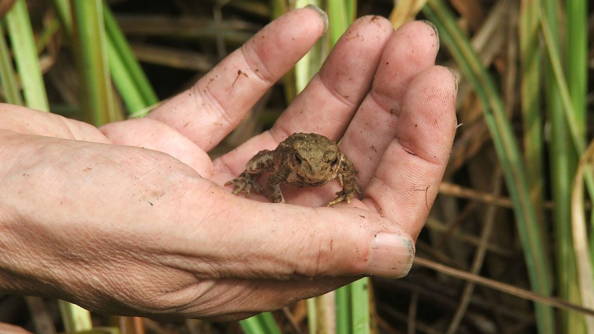 BBC Radio 4 - Natural Histories, Toad
