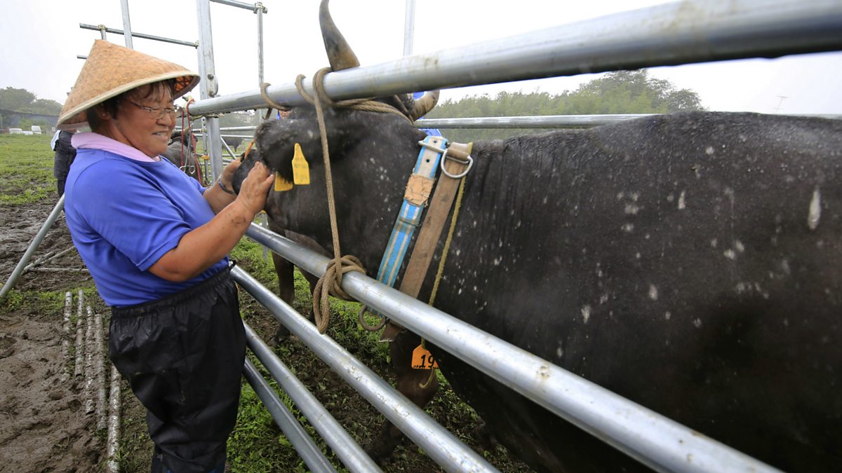 BBC World Service - Outlook, The couple risking radiation exposure to ...