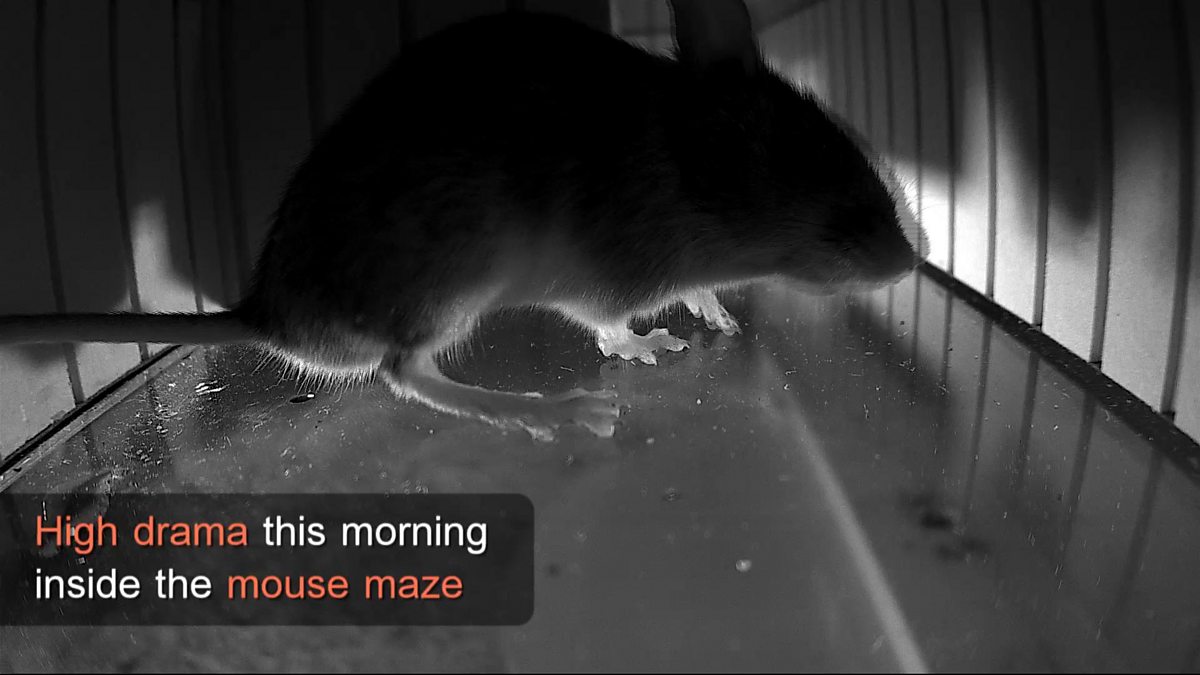 BBC Two - Autumnwatch, Two mice meet in the maze