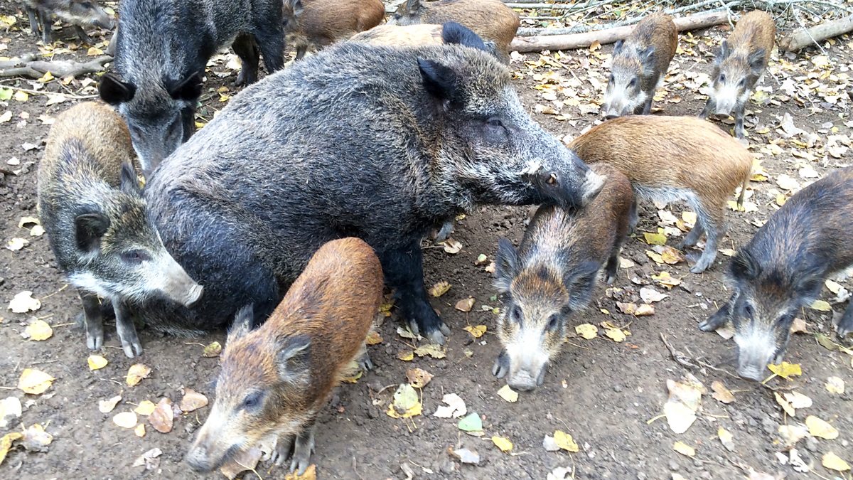 BBC Radio 4 - Open Country, Wild Boar in the Forest of Dean