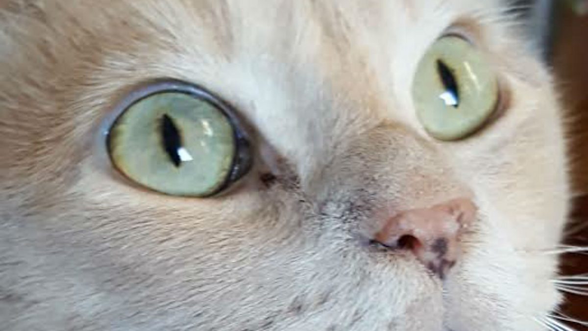 BBC World Service - World Update: Soundscapes, Apollo the cat's ...