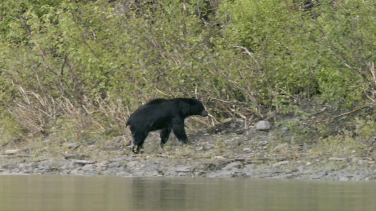 BBC Two - Operation Gold Rush with Dan Snow, Series 1, Mountain Passes ...