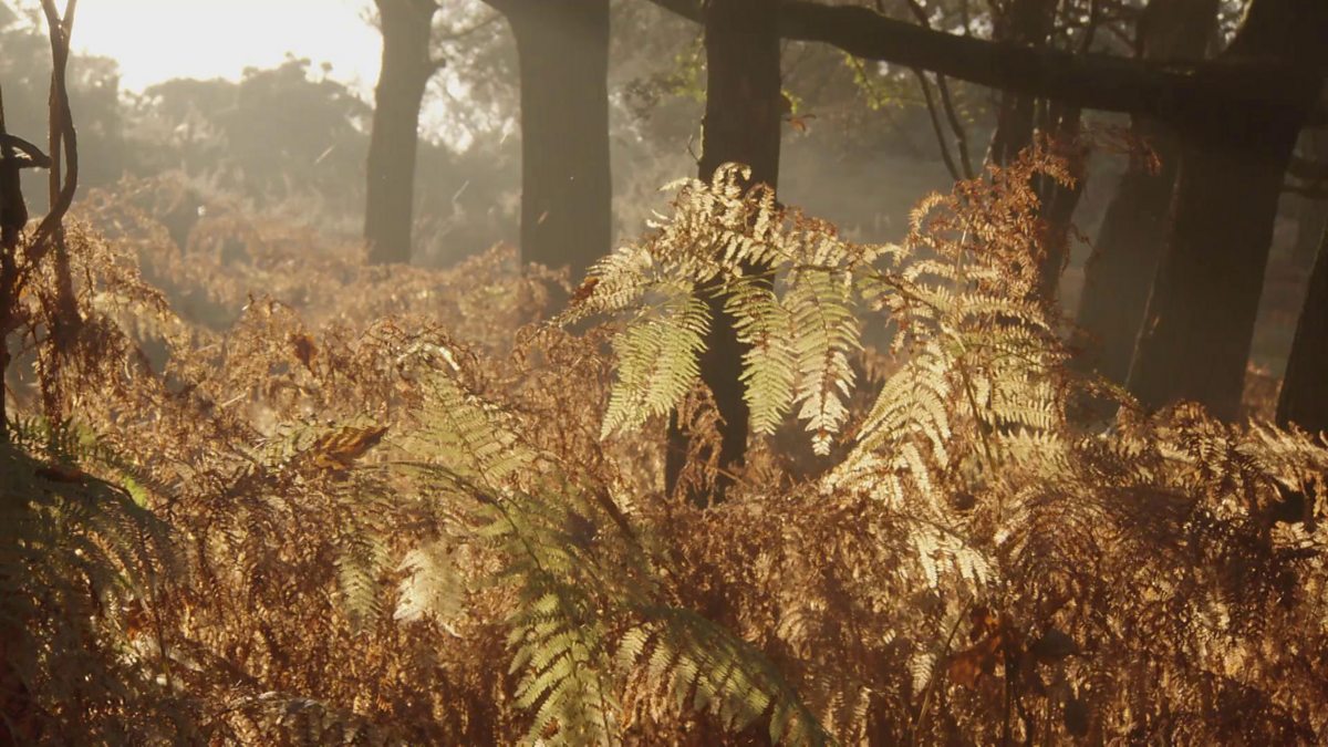 BBC Two - Autumnwatch, Autumnwatch 2016 highlights