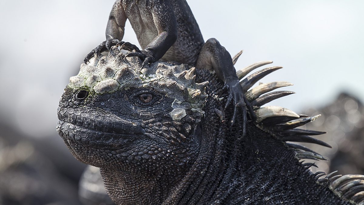 BBC One - Marine iguana hatchling and adult - Planet Earth II, Islands ...
