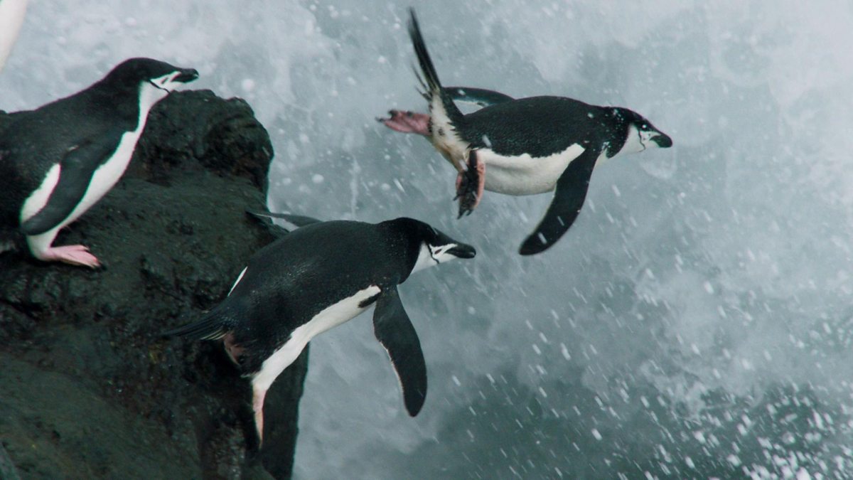BBC One - Planet Earth II, Islands, Penguins face a hostile battering