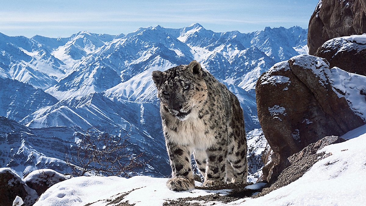 BBC One - Planet Earth II - Are you tough enough?