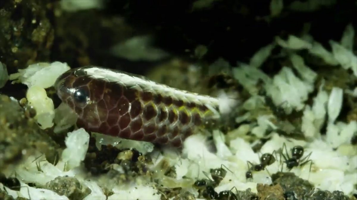 BBC - BBC Earth, Meet the world's smallest snake