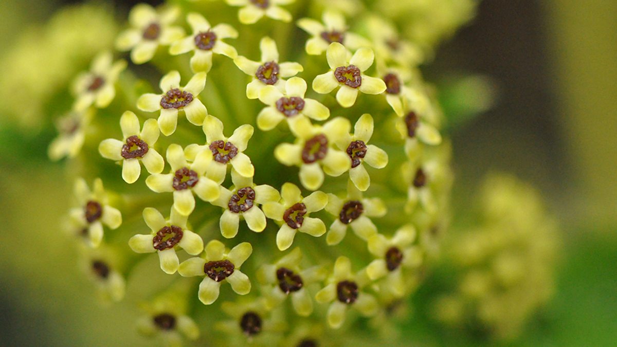 BBC One - Planet Earth II - Megaherbs of the sub Antarctic islands