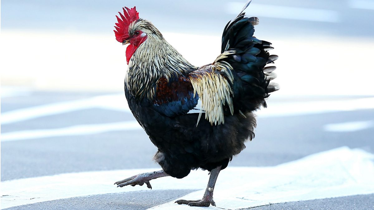 BBC World Service - Newshour, Why it's bad to be a 'rooster' in Mexico