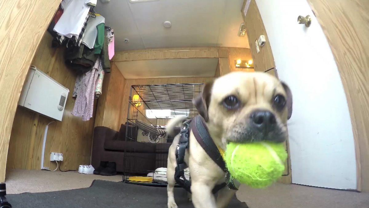BBC Three - Class, Series 1, Video Diary: Dog's Life Part 1