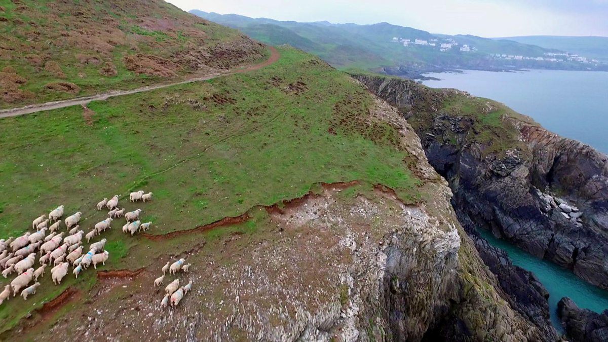 BBC One - Coastal Path, Rounding-up sheep on a cliff edge