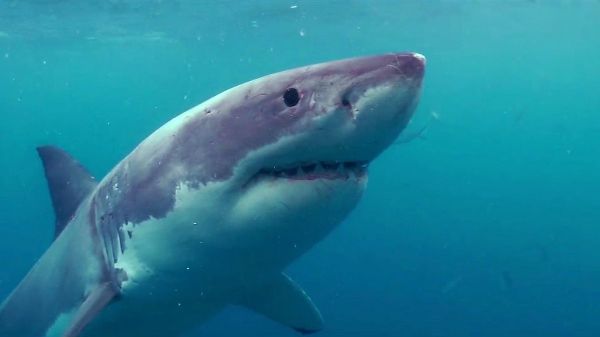 BBC News - Our World, Australia's Shark Menace