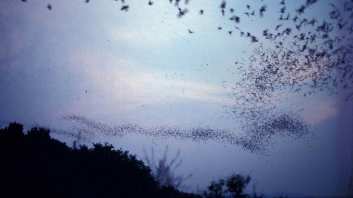 BBC World Service - Newsday, Brazilian free-tailed bat: the fastest mammal