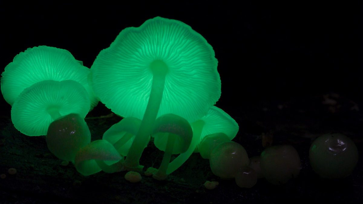BBC One - Planet Earth II, Jungles, Glow in the dark fungi