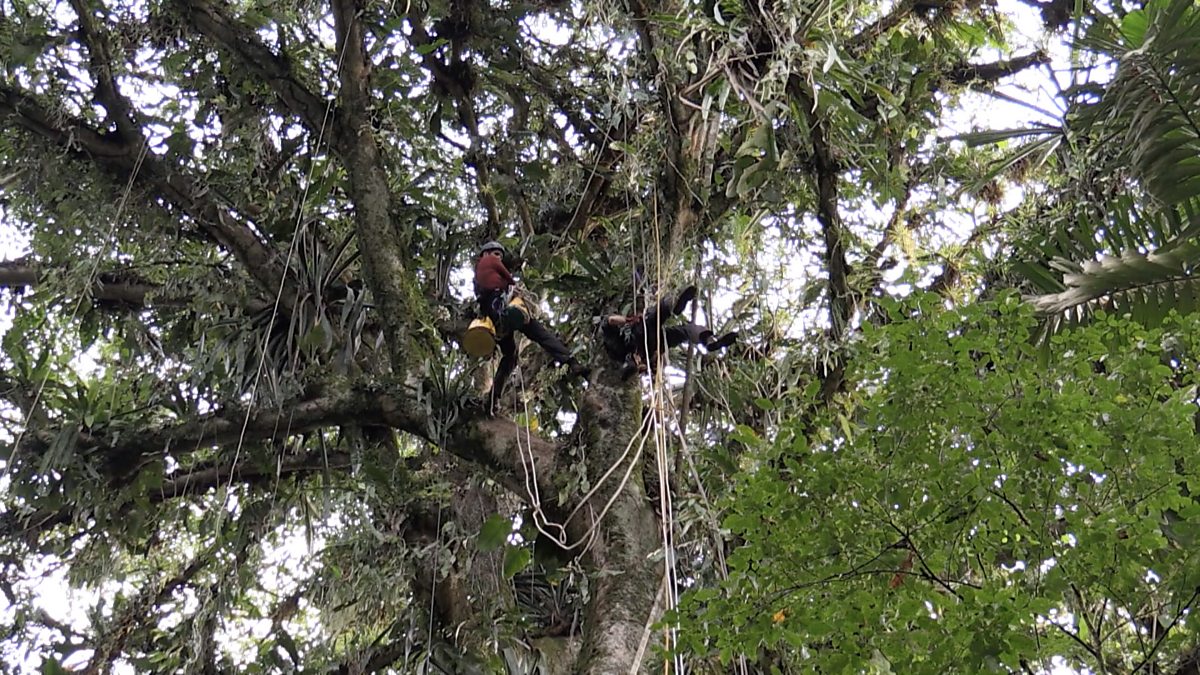 BBC One - Planet Earth II, Jungles, Web exclusive: Reaching the jungle ...
